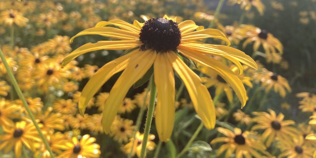 Backyard Conservation - Mahoning Soil & Water Conservation District